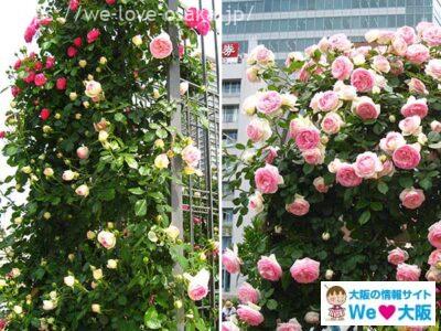 Detailed guide to the popular Nakanoshima Park Rose Garden, only a 3 ...